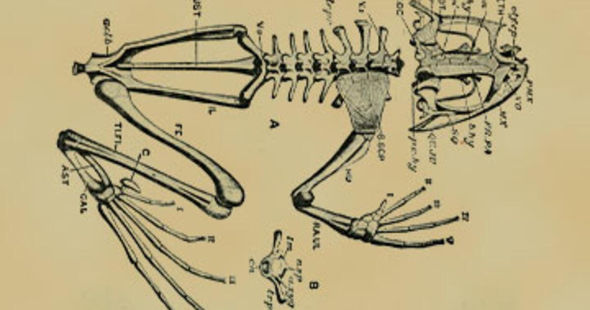 The Curious Case of the Decapitated Frog