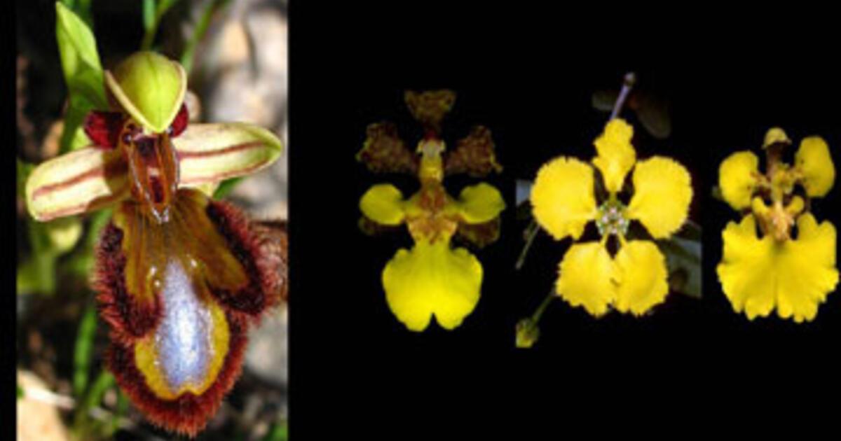 What Is The Advantage To The Flowers That Are 'Orchid-Mimics ...