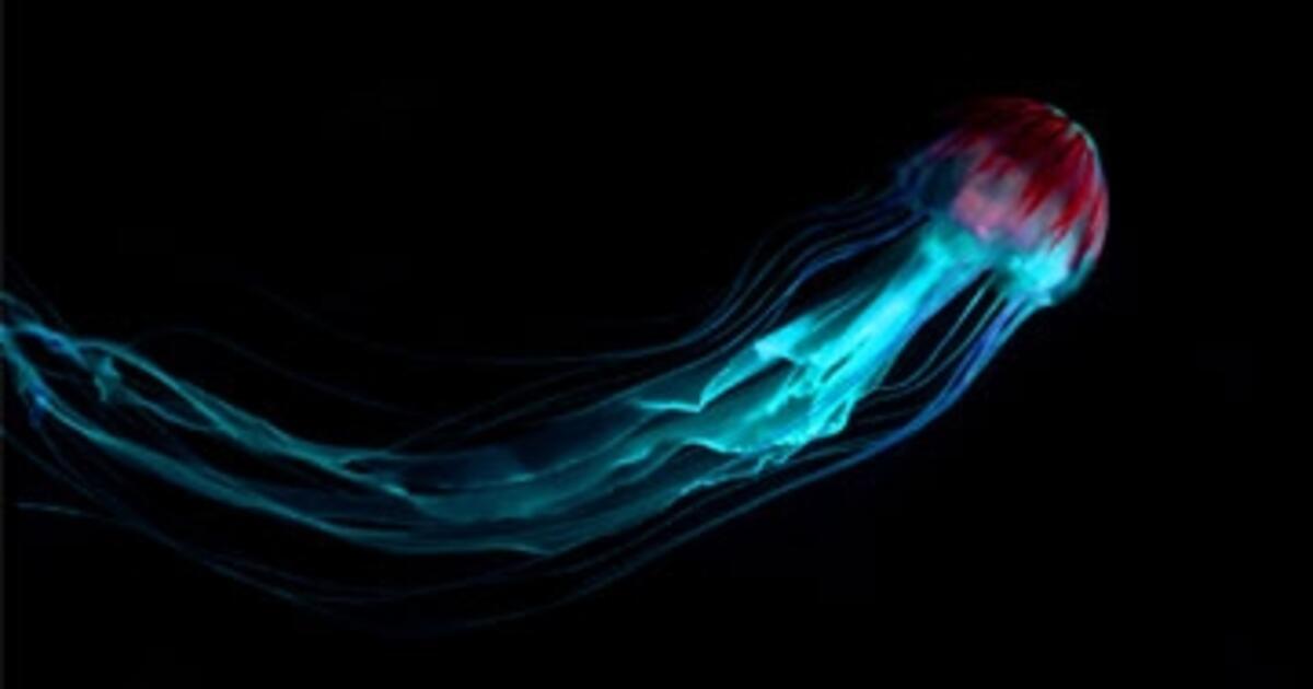 Exploring the Hidden Face of our Dark Deep Ocean Planet