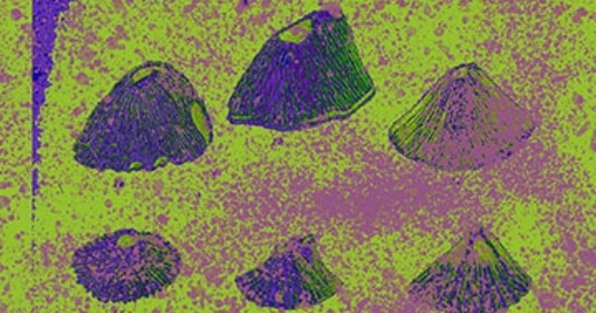 Darwin, Breeding and Barnacles