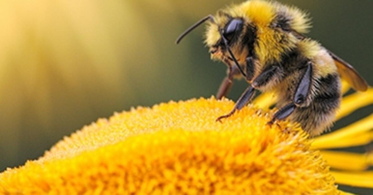 Averting the Insect Apocalypse