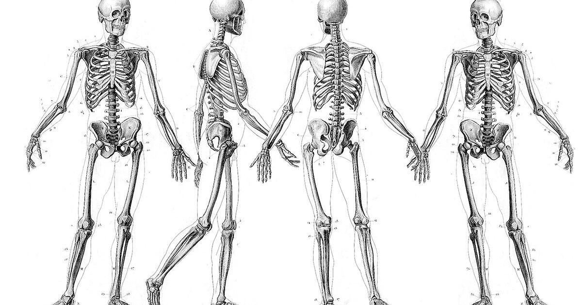 Black Teeth and Big Bones: British Height and Diet through History