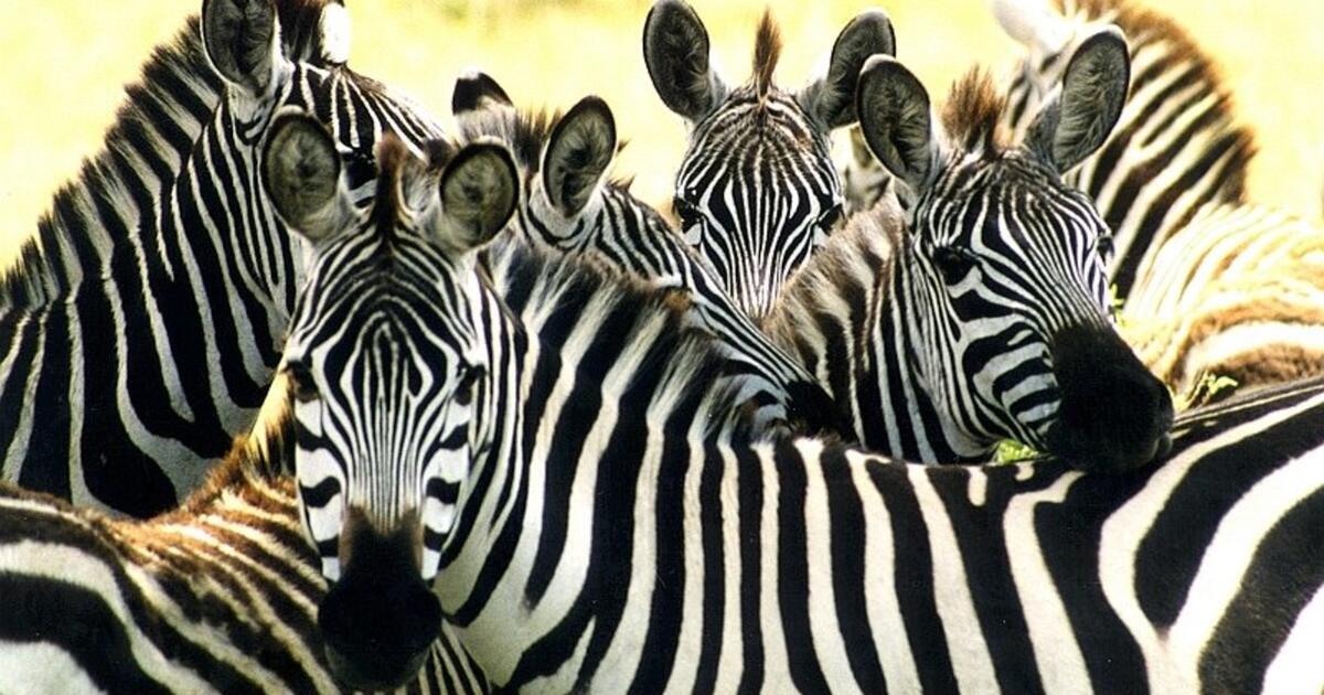 How the Zebra Got its Stripes