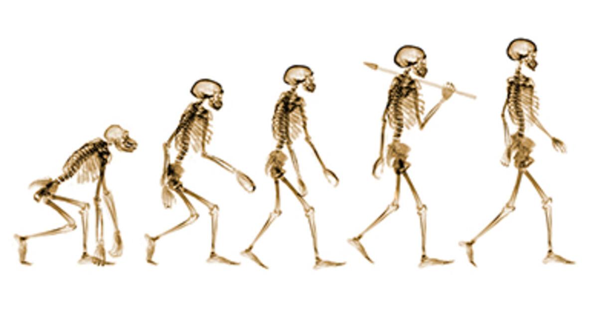 A 300,000-Year History of Human Evolution | Gresham College