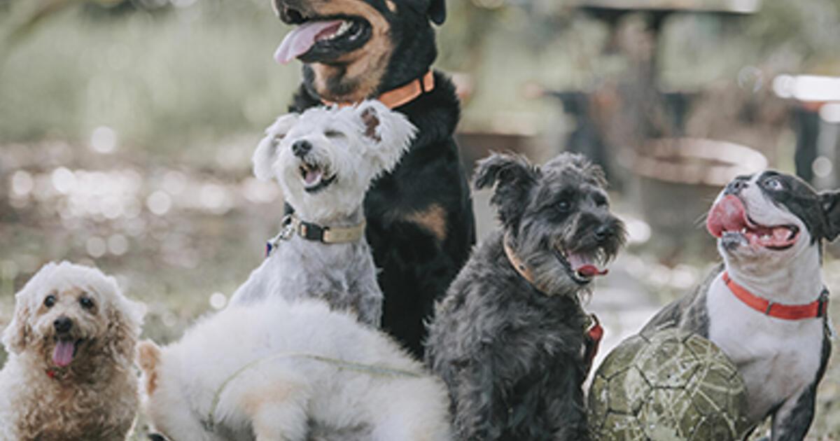 Artificial Selection: How Humans Have Shaped Evolution | Gresham College