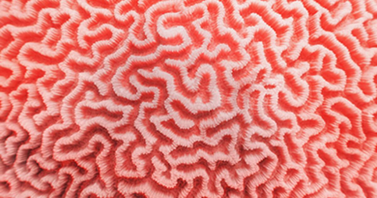 The Convoluted Brain: Wrinkles and Folds | Gresham College