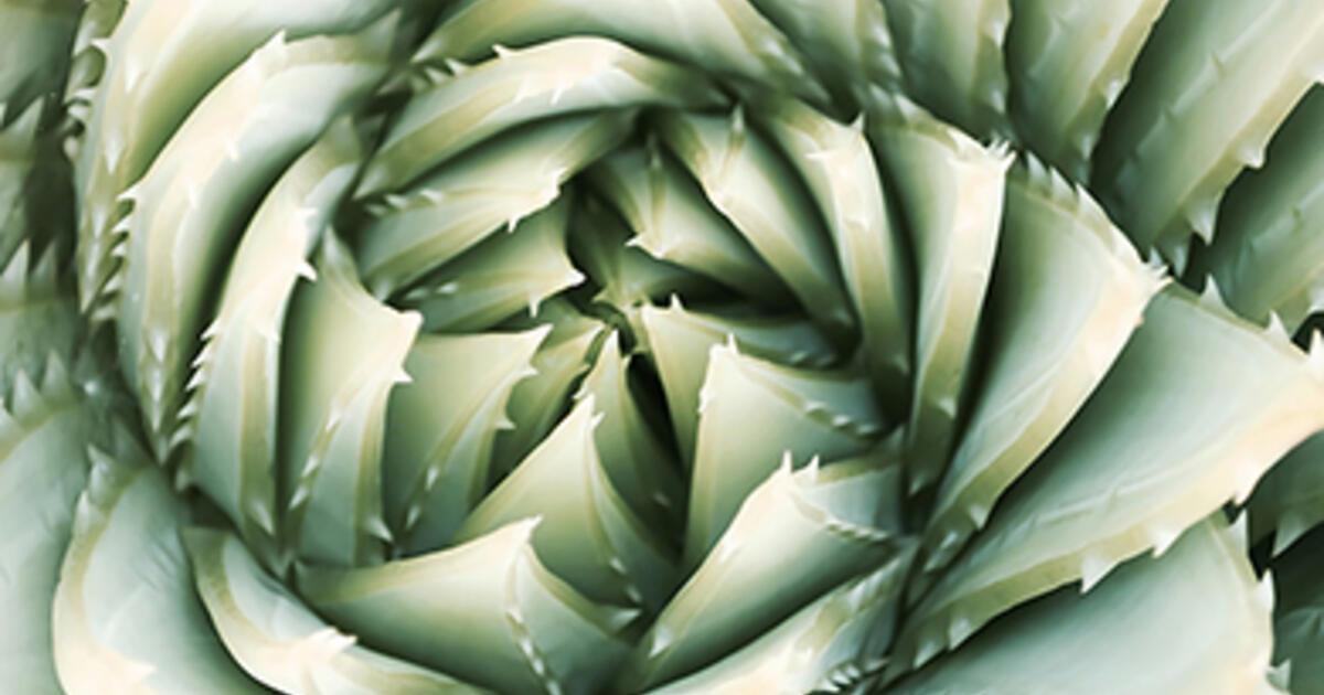 The Shape of Plants: Why Plants Love Mathematics and Mathematicians ...