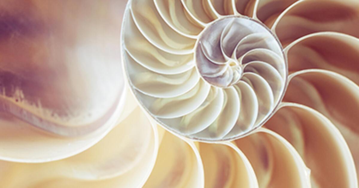 The Shape of Shells: She Sells Self-Similar Spiral Seashells on the ...