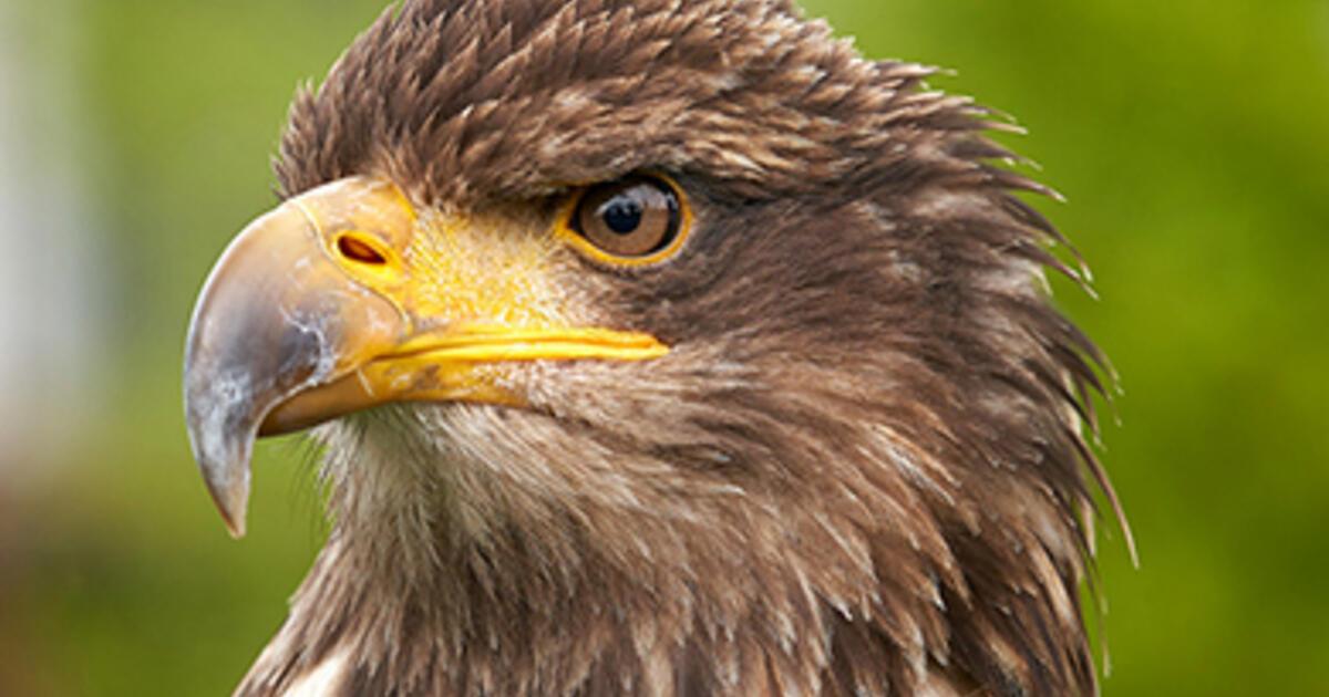 Animal senses: how do they perceive the world and what important things ...