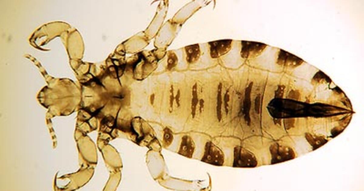 'The Great Unwashed'