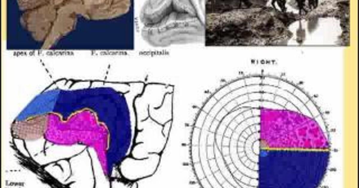 Why we see what we do